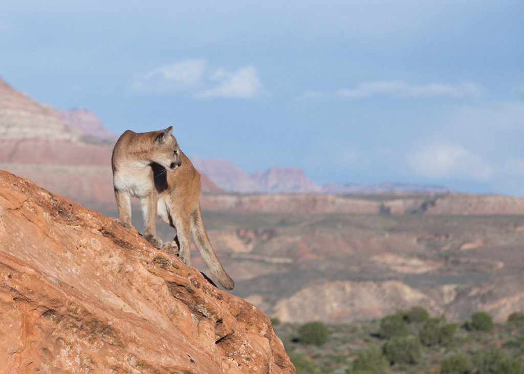 The Role of America's Red Rock Wilderness Act in Protecting ...