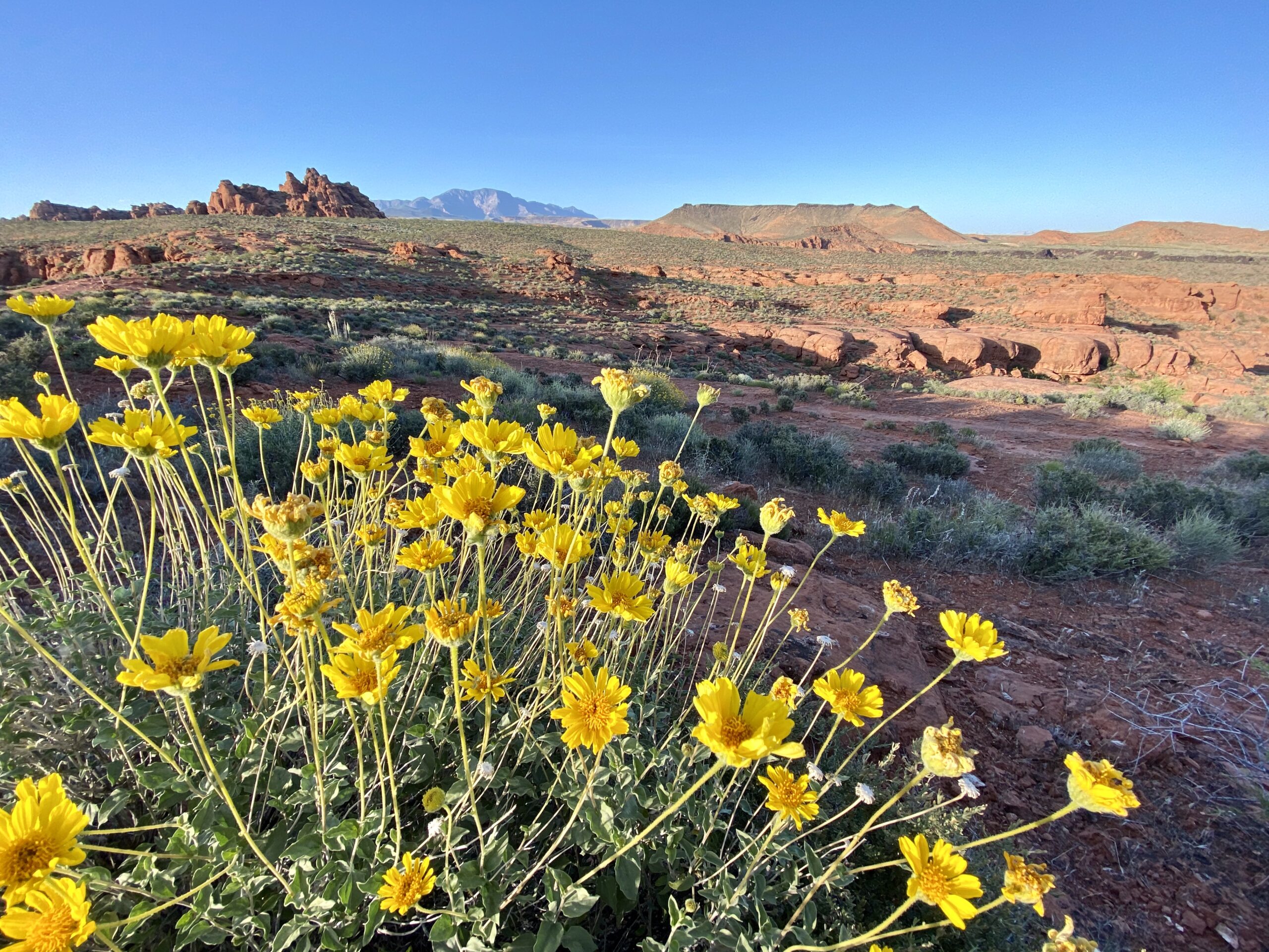 BLM Again Considering Four-lane Highway through the Red Cliffs National ...